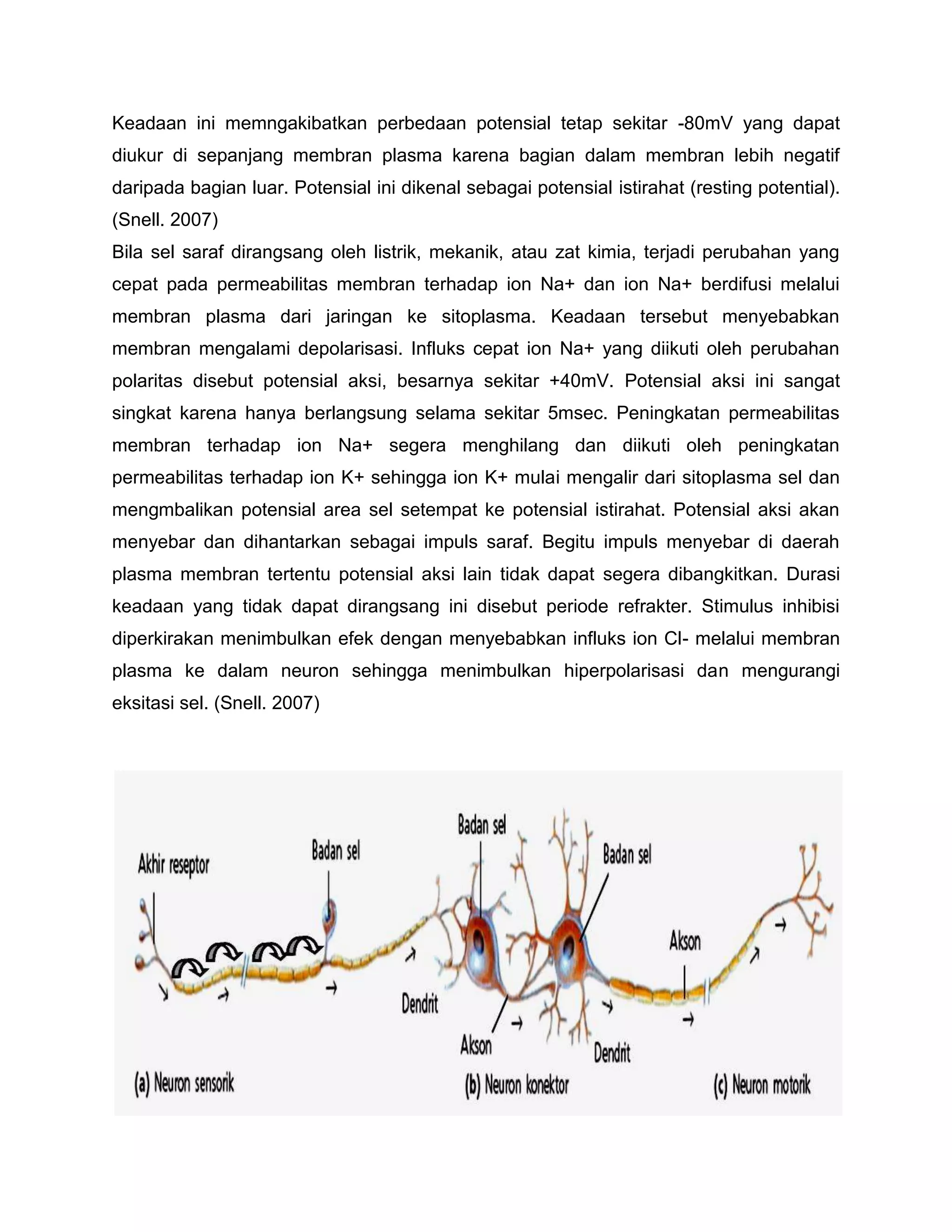 Anatomi fisiologi sistem saraf | DOCX