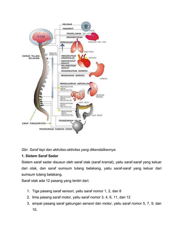 Anatomi fisiologi sistem saraf | DOCX