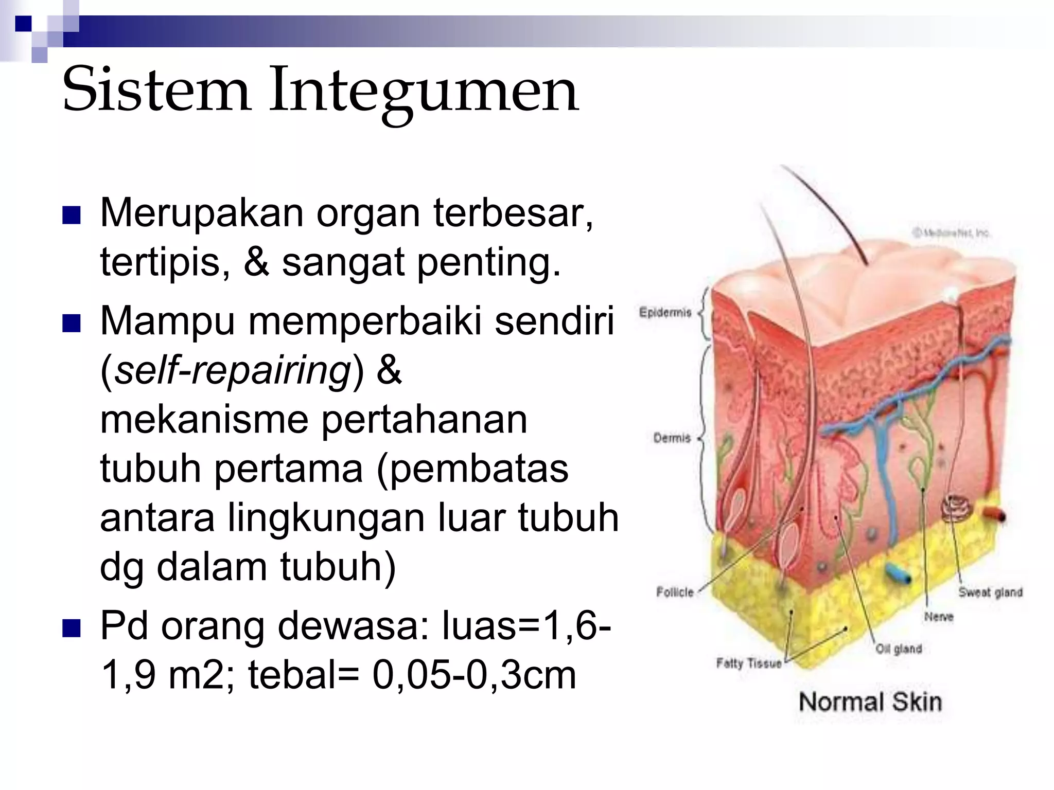 Anatomi & fisiologi sistem urinaria | PPTX
