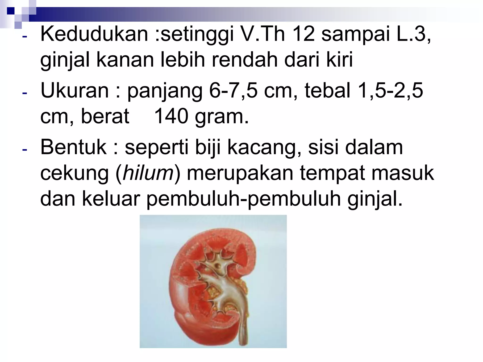 Anatomi & fisiologi sistem urinaria | PPTX