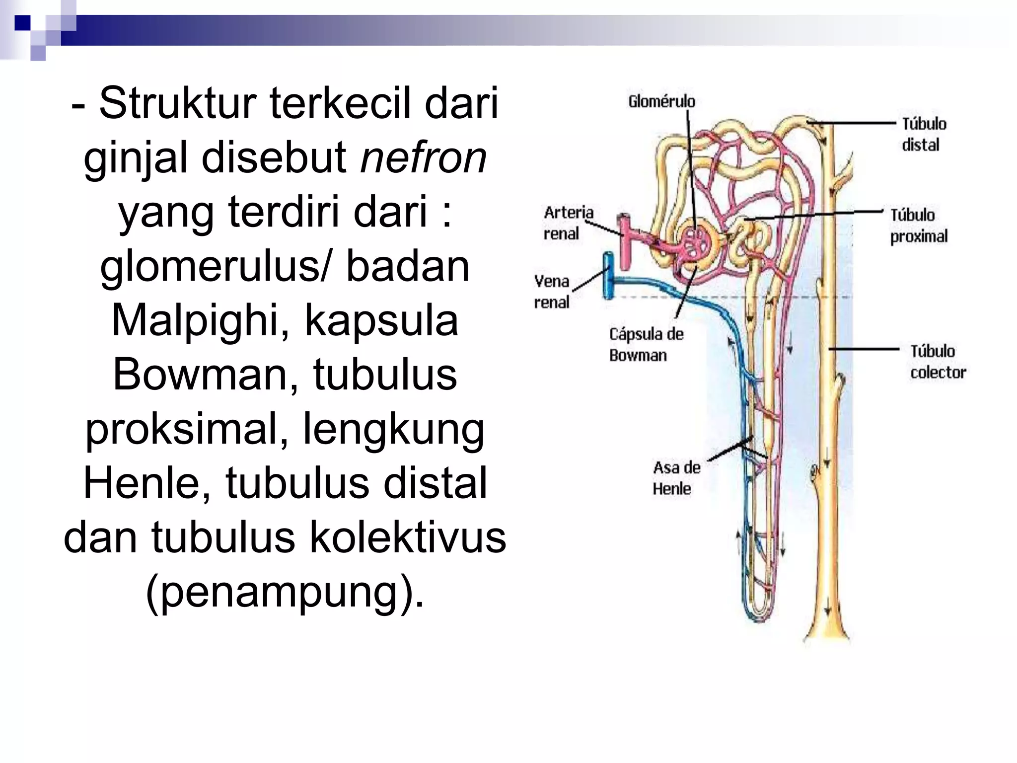 Anatomi & fisiologi sistem urinaria | PPTX