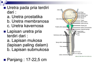 Anatomi & fisiologi sistem urinaria | PPTX
