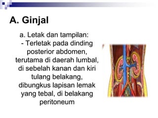 Anatomi & fisiologi sistem urinaria | PPTX