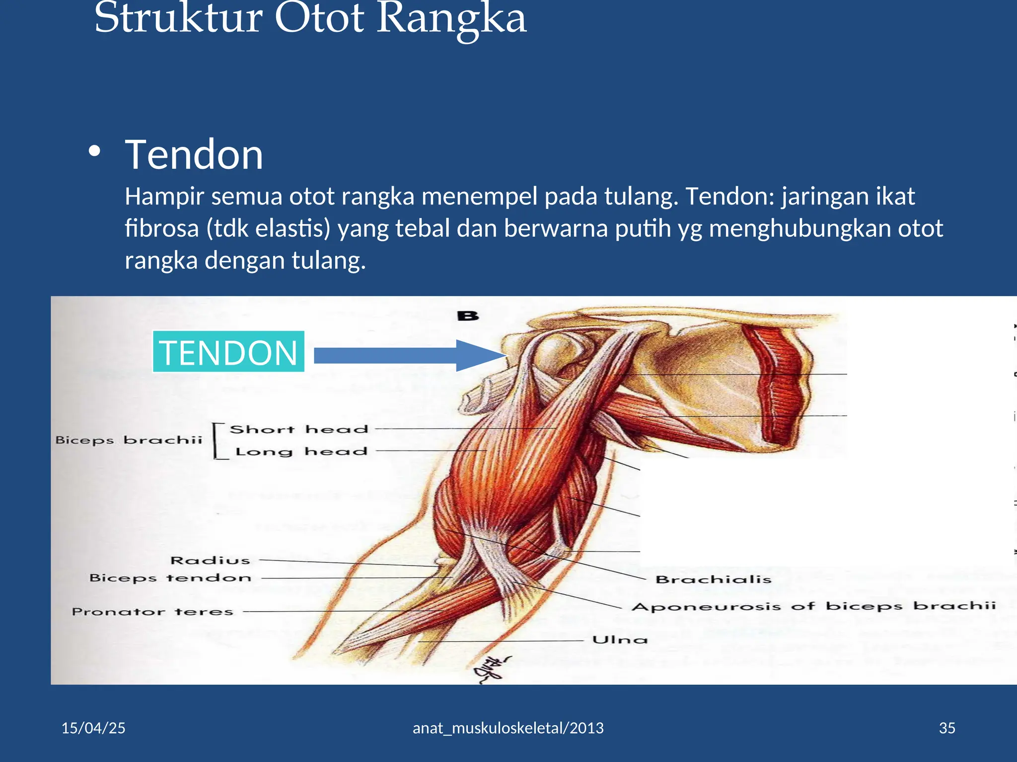 anatomi fisiologis sistem muskuloskletal.ppt