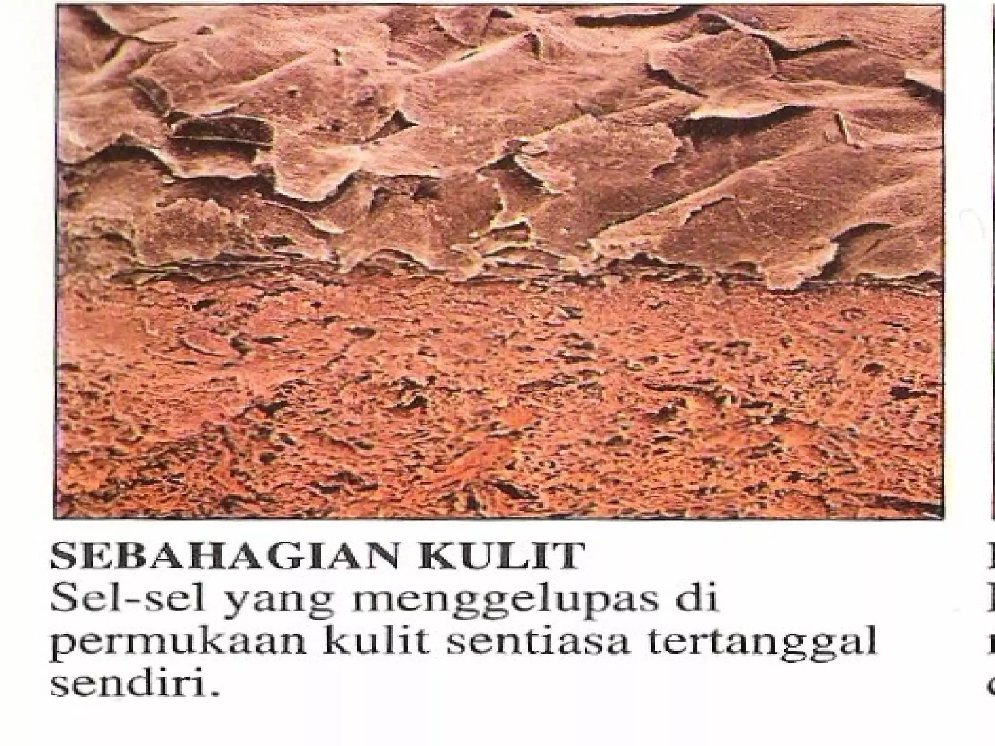 ANATOMI & FISIOLOGI STRUKTUR KULIT | PPT