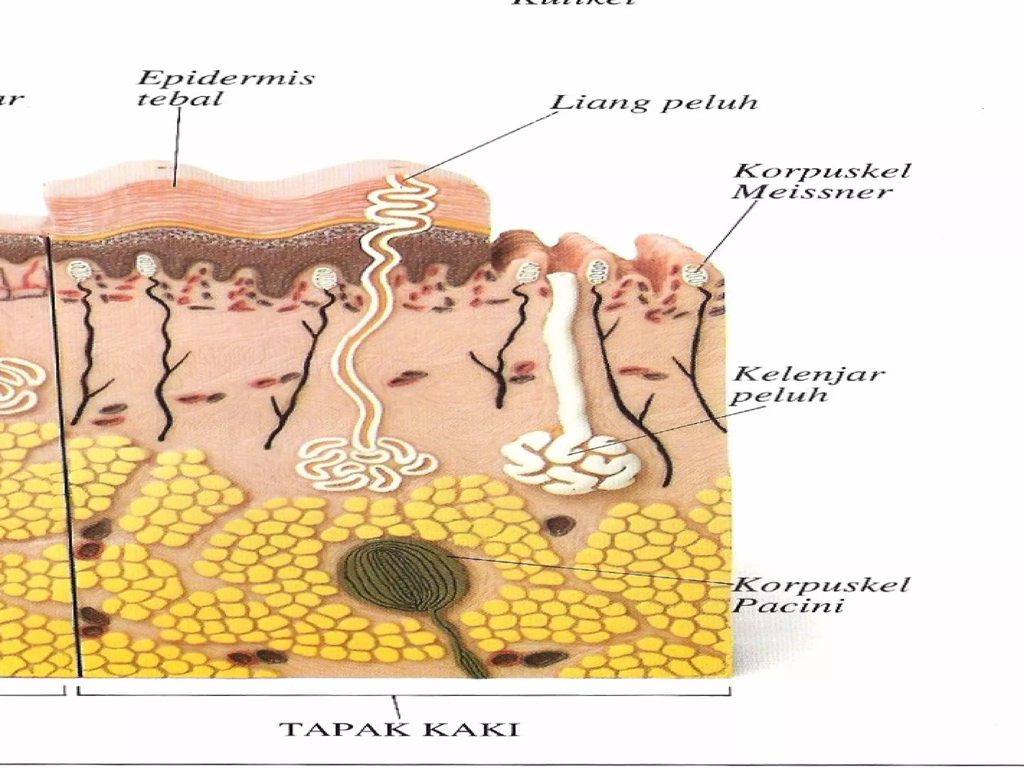 ANATOMI & FISIOLOGI STRUKTUR KULIT | PPT