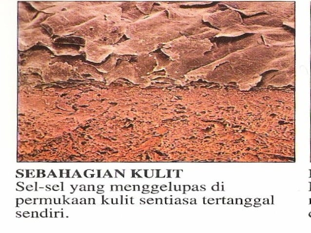 ANATOMI & FISIOLOGI STRUKTUR KULIT | PPT