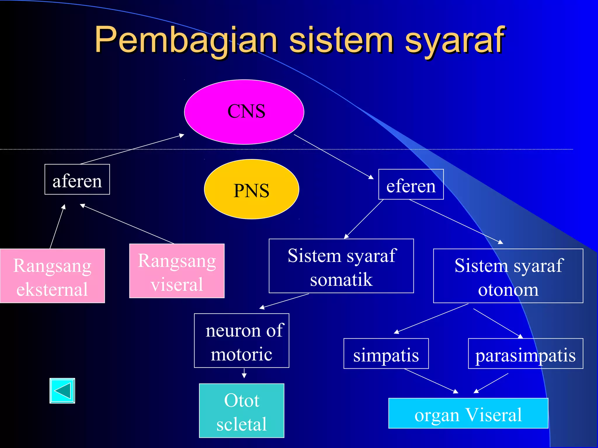 Anatomi & fisiologi syaraf 2 | PPT