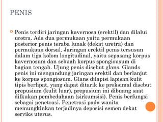 Anatomi_fisiologi_systema_reproduksi.ppt