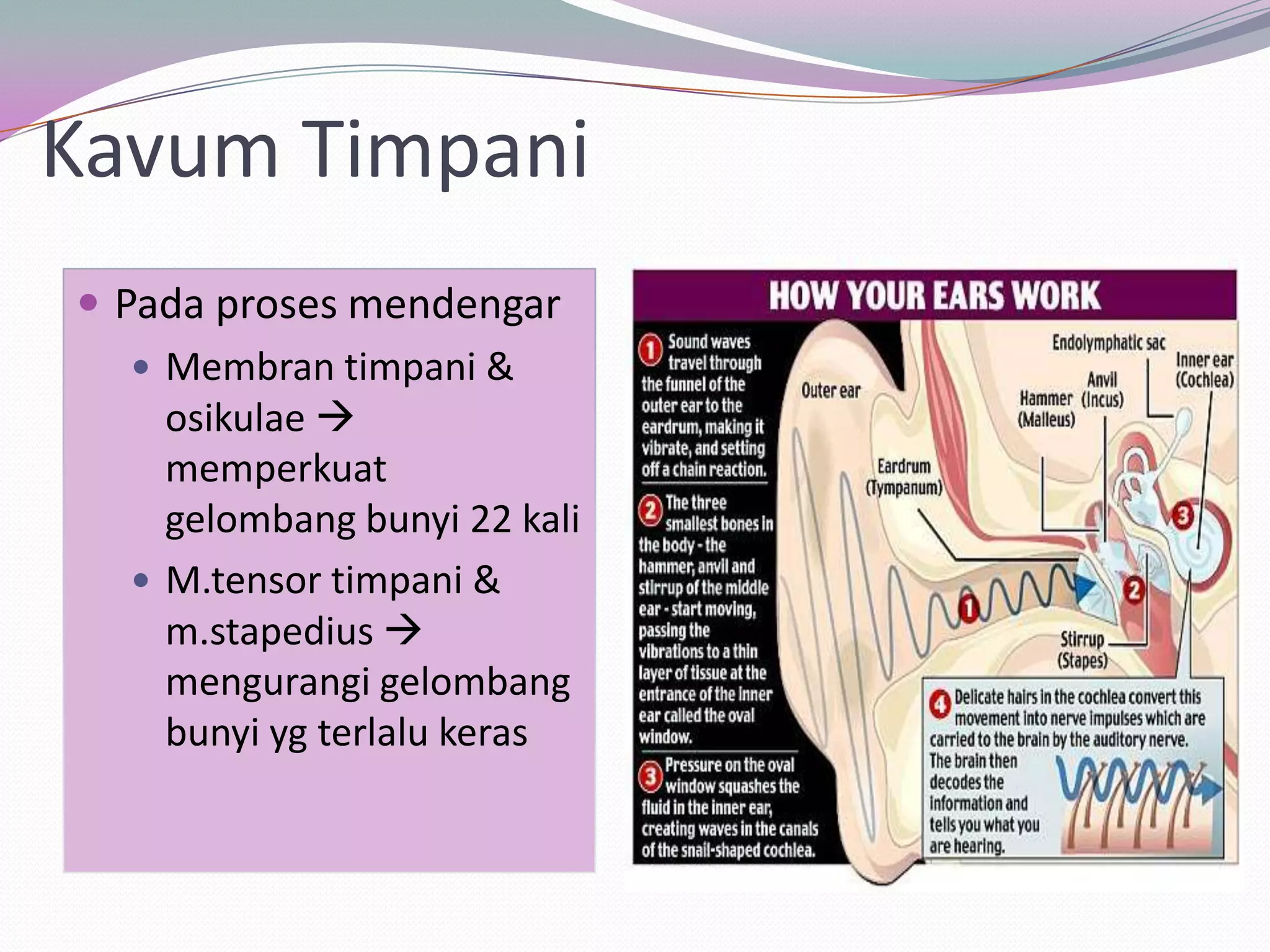 Anatomi & Fisiologi Telinga Tengah | PPTX