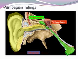 Anatomi & Fisiologi Telinga Tengah | PPTX