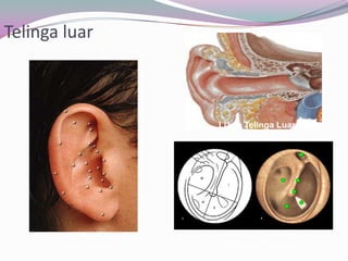 Anatomi & Fisiologi Telinga Tengah | PPTX