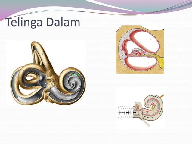 Anatomi & Fisiologi Telinga Tengah | PPTX