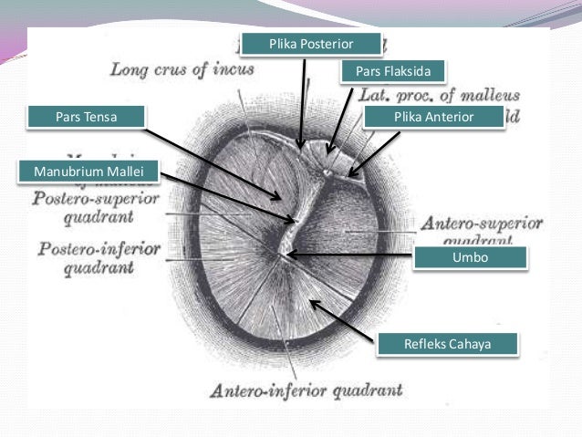 Anatomi & Fisiologi Telinga Tengah
