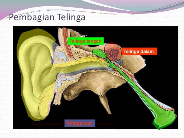 Anatomi & Fisiologi Telinga Tengah