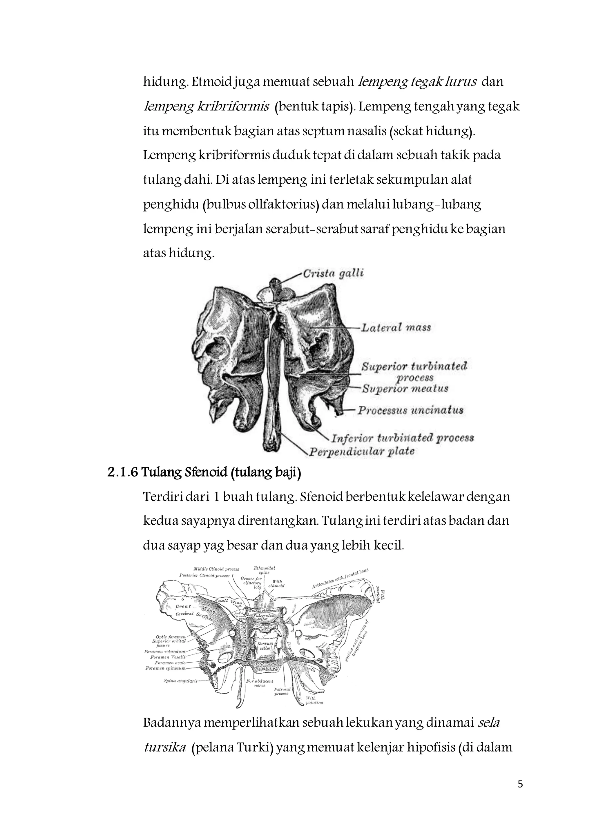 Anatomi fisiologi tengkorak | DOCX