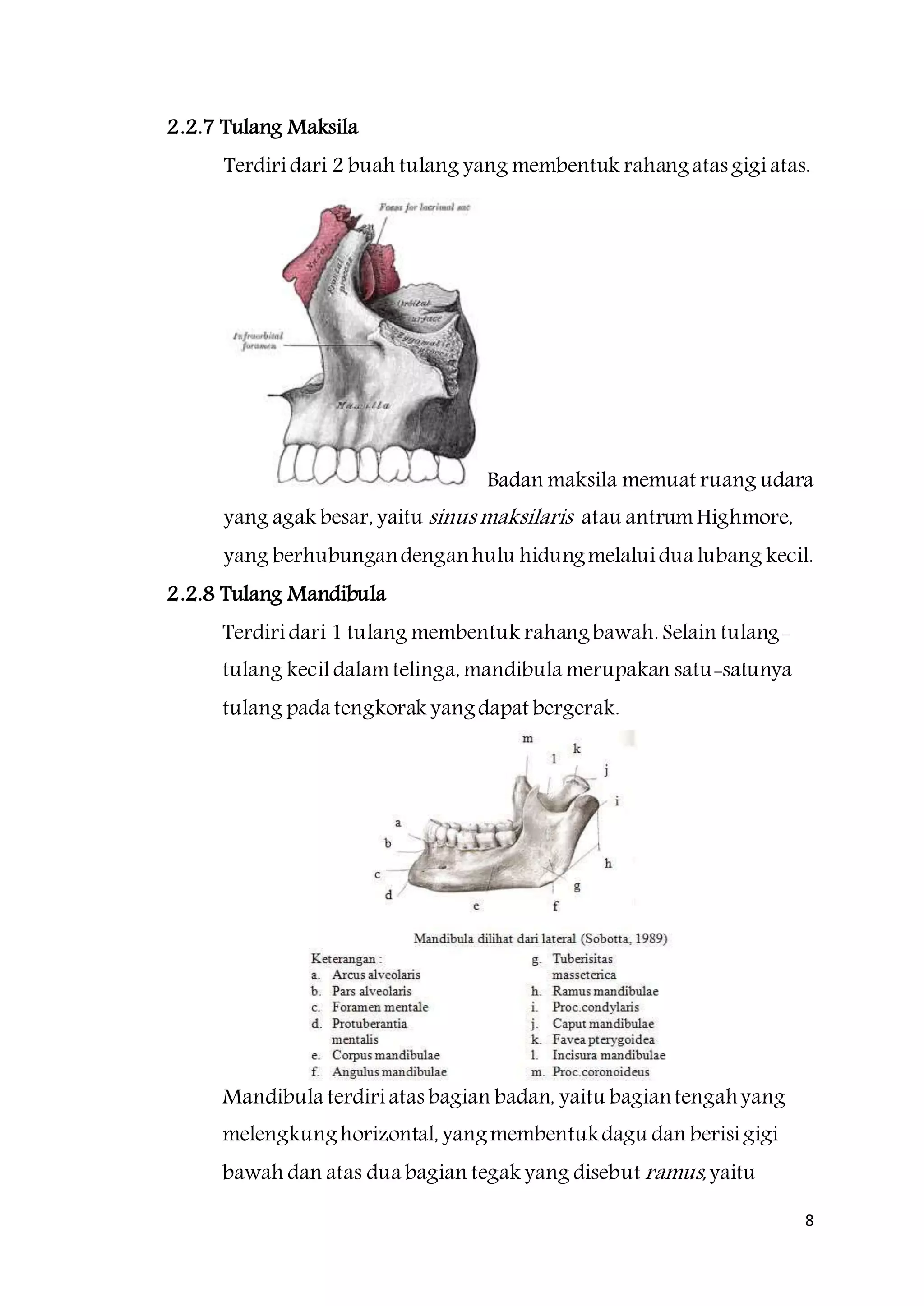 Anatomi fisiologi tengkorak | DOCX