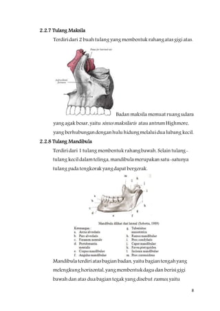Anatomi fisiologi tengkorak | DOCX