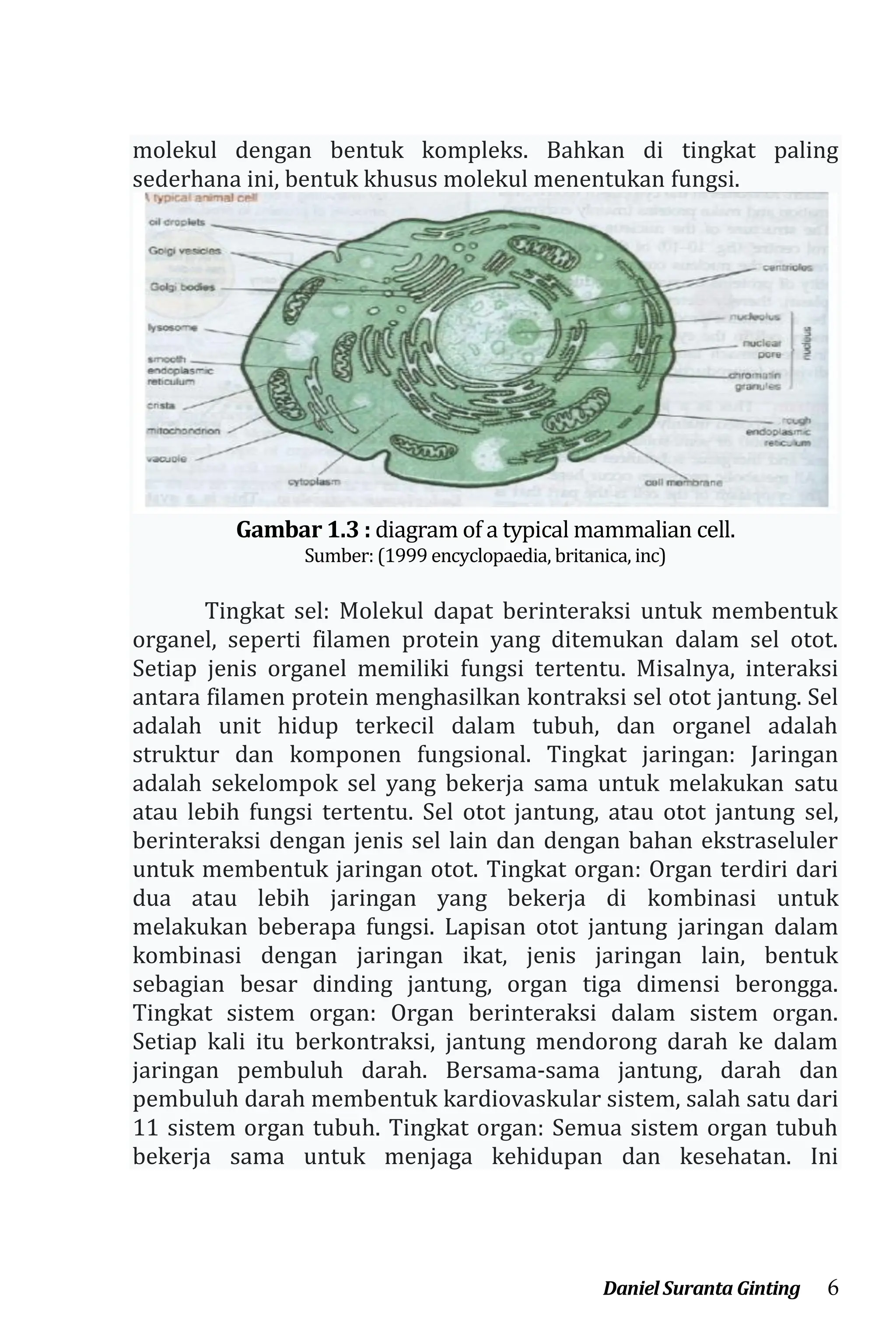 ANATOMI FISIOLOGI TUBUH , Tubuh manusia, substansi fisik organisme manusia, terdiri dari sel-sel ...
