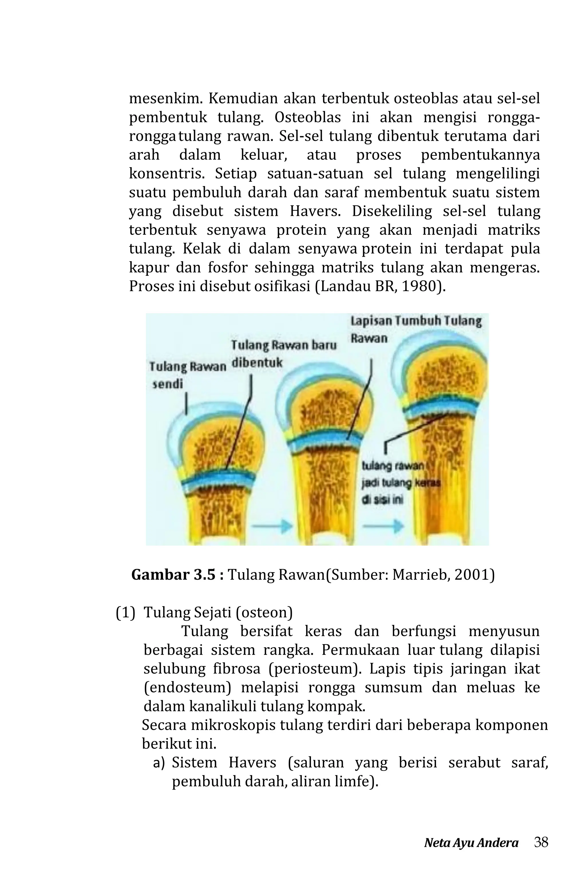ANATOMI FISIOLOGI TUBUH , Tubuh manusia, substansi fisik organisme ...