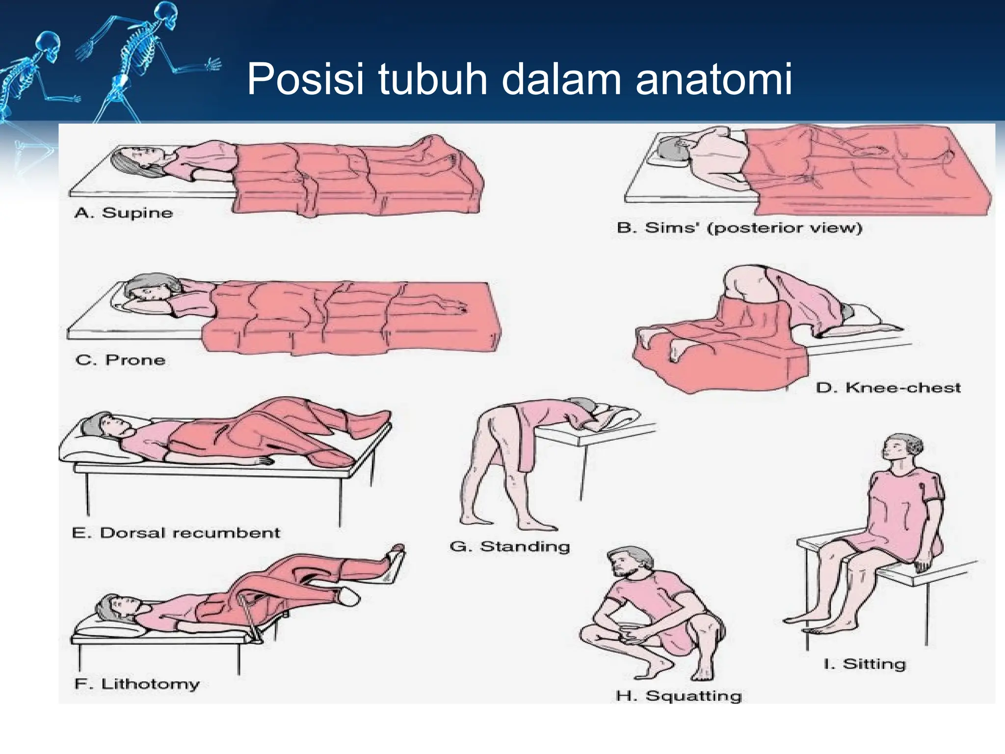 ANATOMI FISIOLOGI TUBUH MANUSIA.pptx CONTOH | PPTX