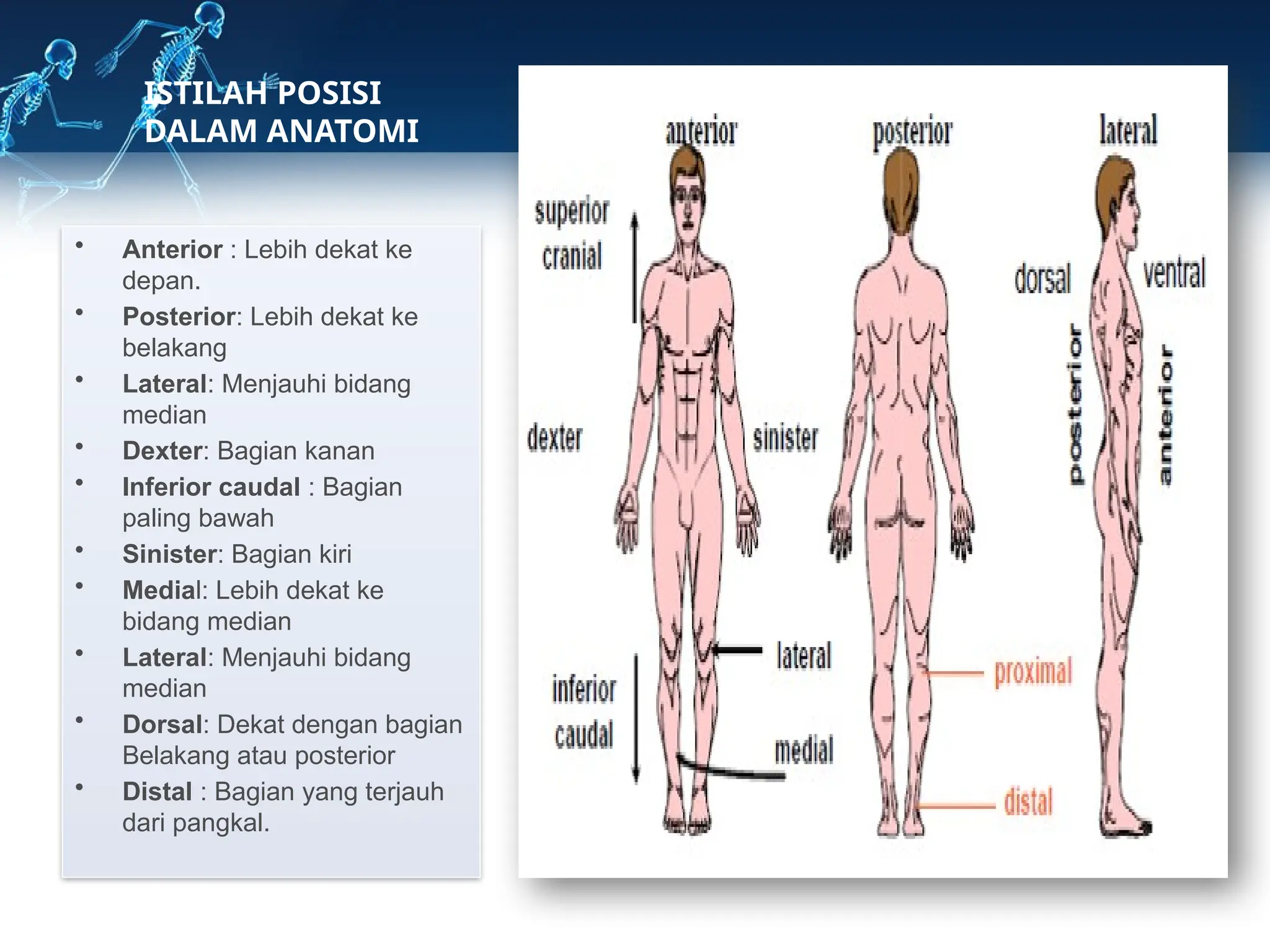 ANATOMI FISIOLOGI TUBUH MANUSIA.pptx CONTOH | PPT