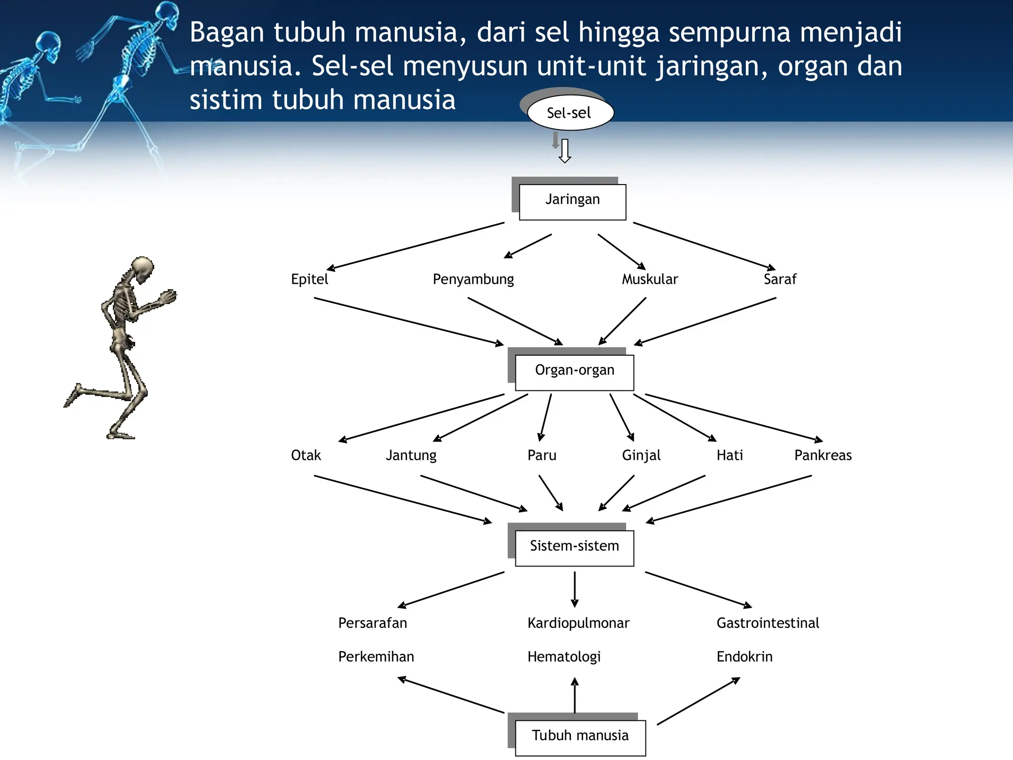 ANATOMI FISIOLOGI TUBUH MANUSIA.pptx CONTOH | PPTX