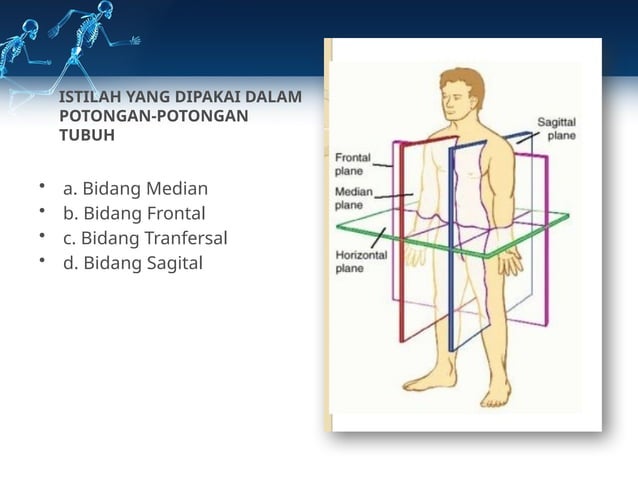 ANATOMI FISIOLOGI TUBUH MANUSIA.pptx CONTOH | PPTX