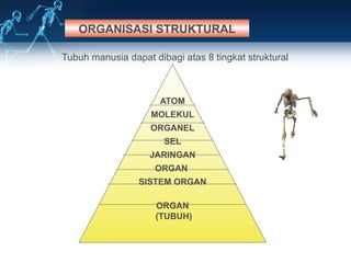 ANATOMI FISIOLOGI TUBUH MANUSIA.pptx CONTOH | PPTX