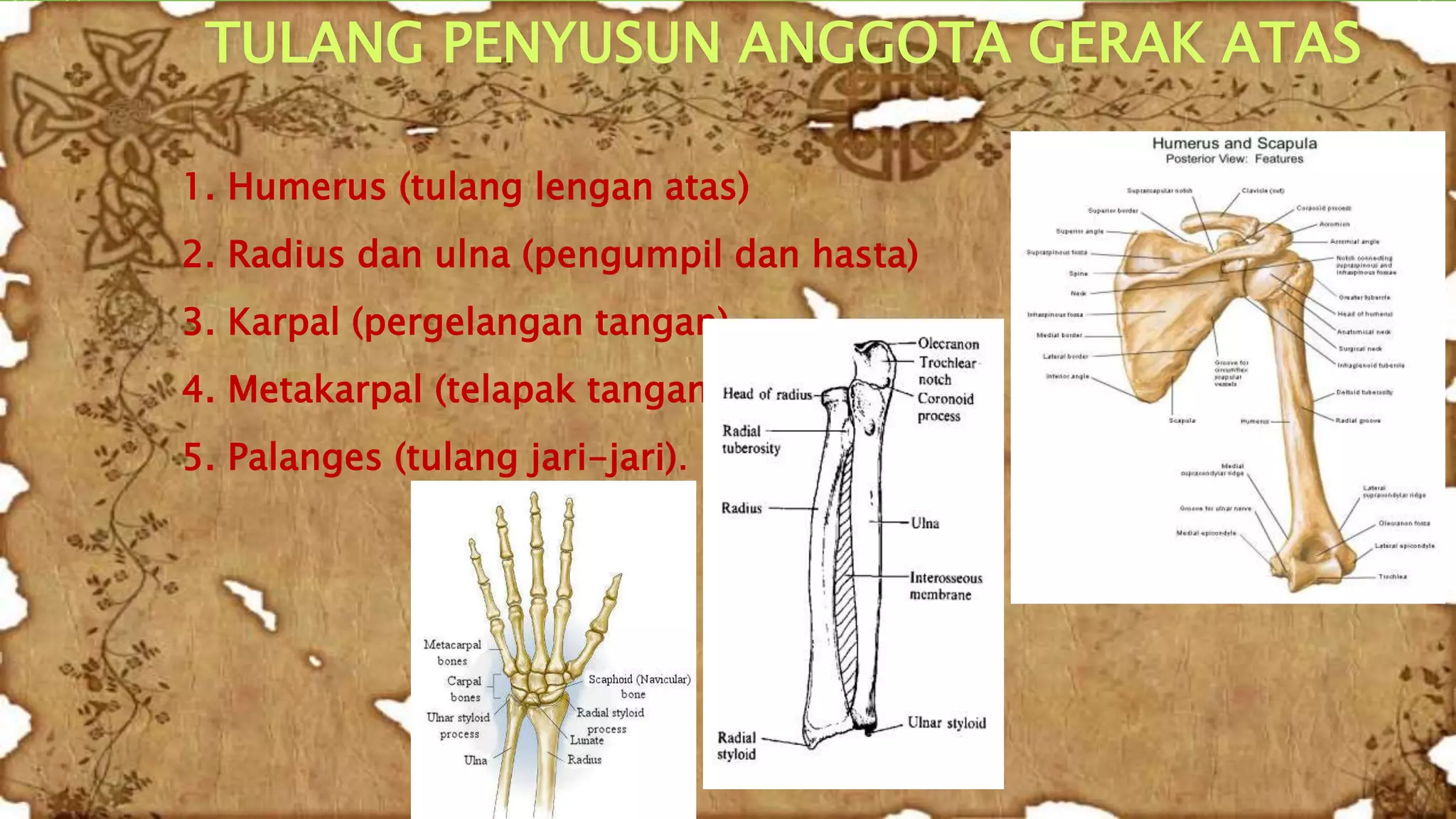 Anatomi Fisiologi Muskuluskeletal | PPTX