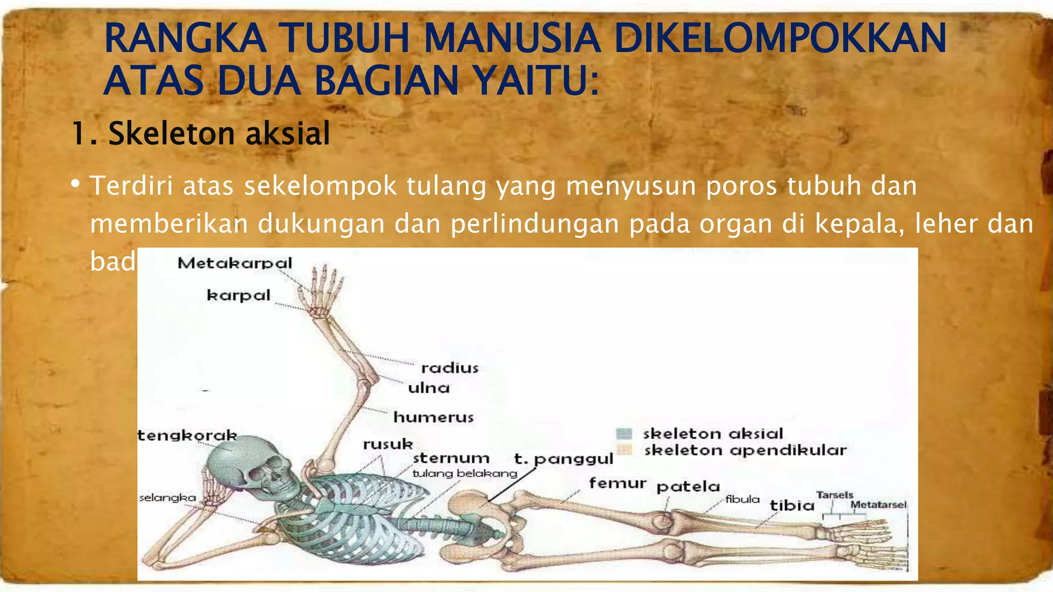 Anatomi Fisiologi Muskuluskeletal | PPTX