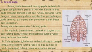 Anatomi Fisiologi Muskuluskeletal | PPTX