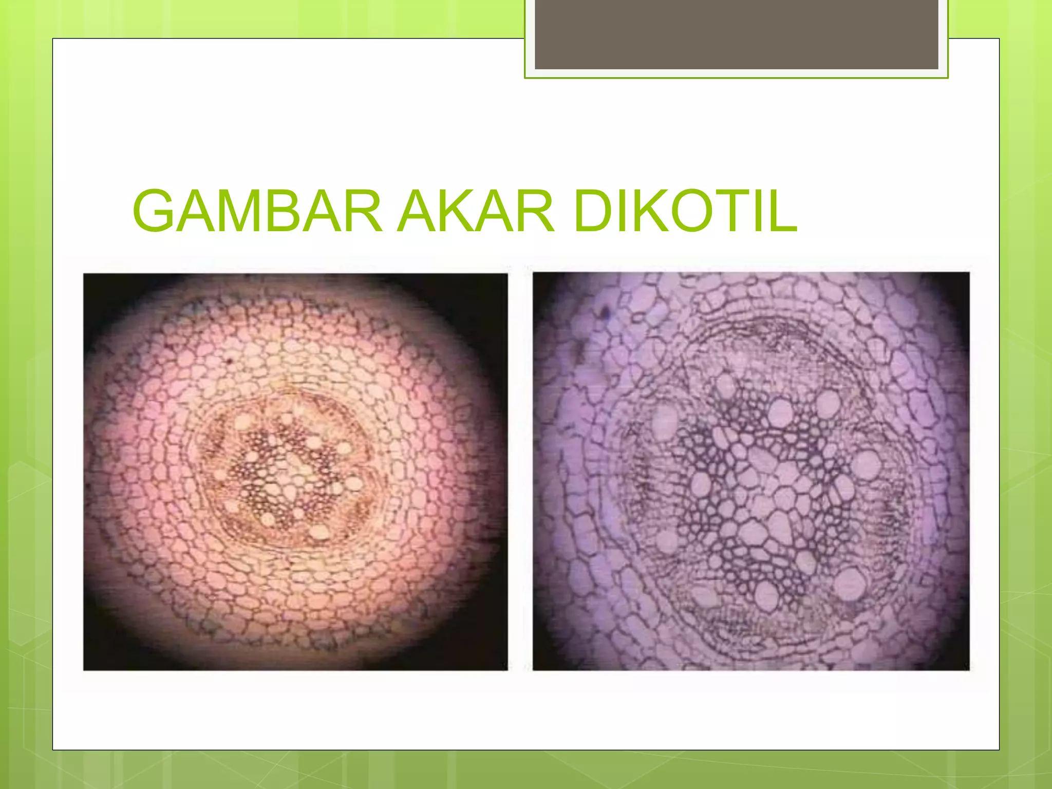 Anatomi fisiologi tumbuhan akar, batang, dan daun | PPTX