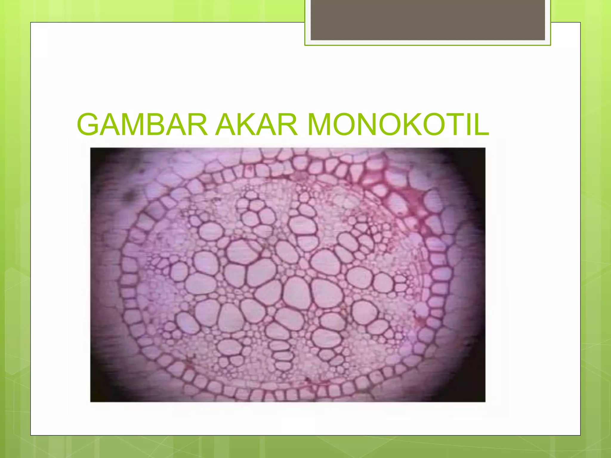 Anatomi fisiologi tumbuhan akar, batang, dan daun | PPTX