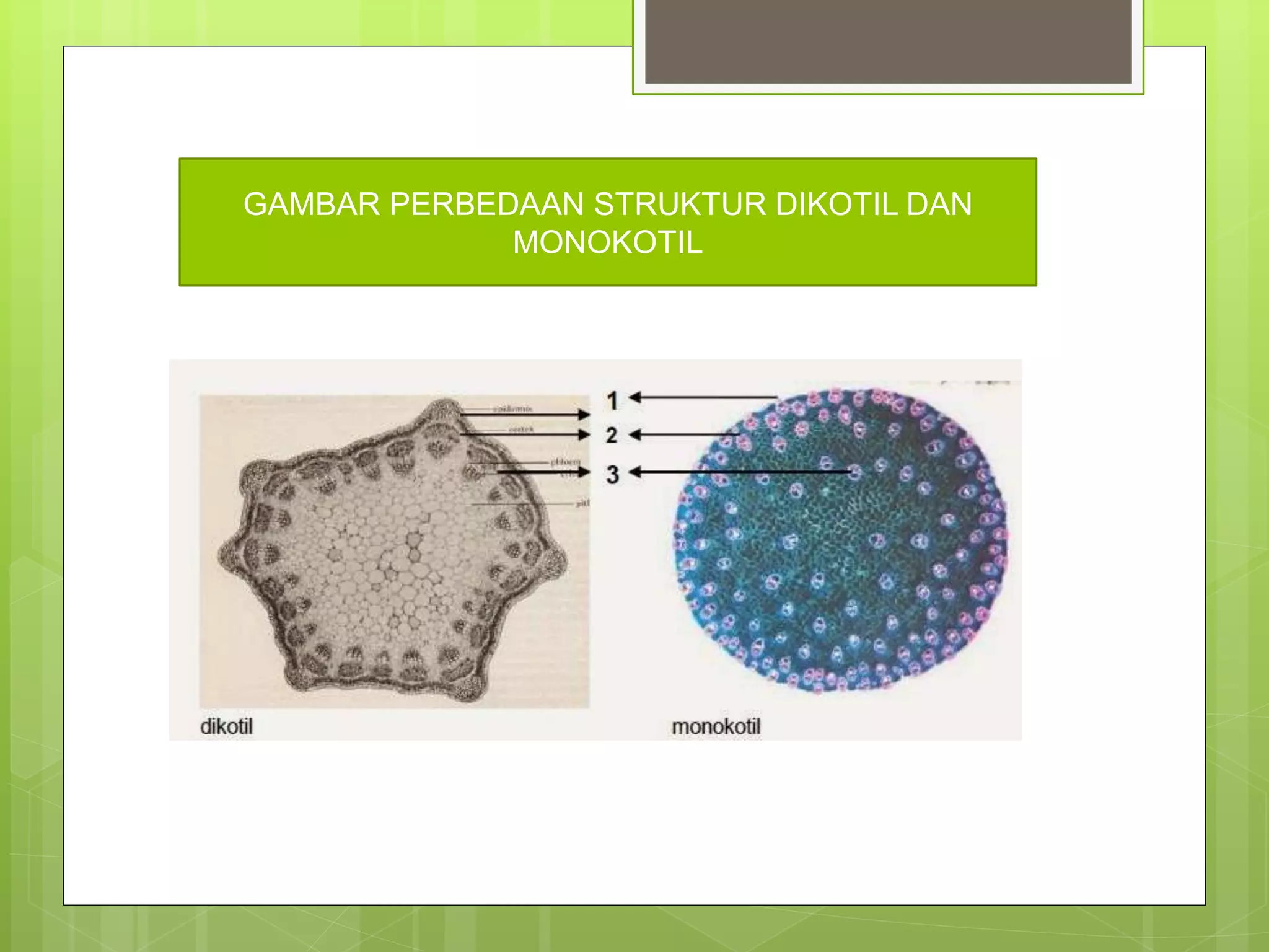 Anatomi fisiologi tumbuhan akar, batang, dan daun | PPTX