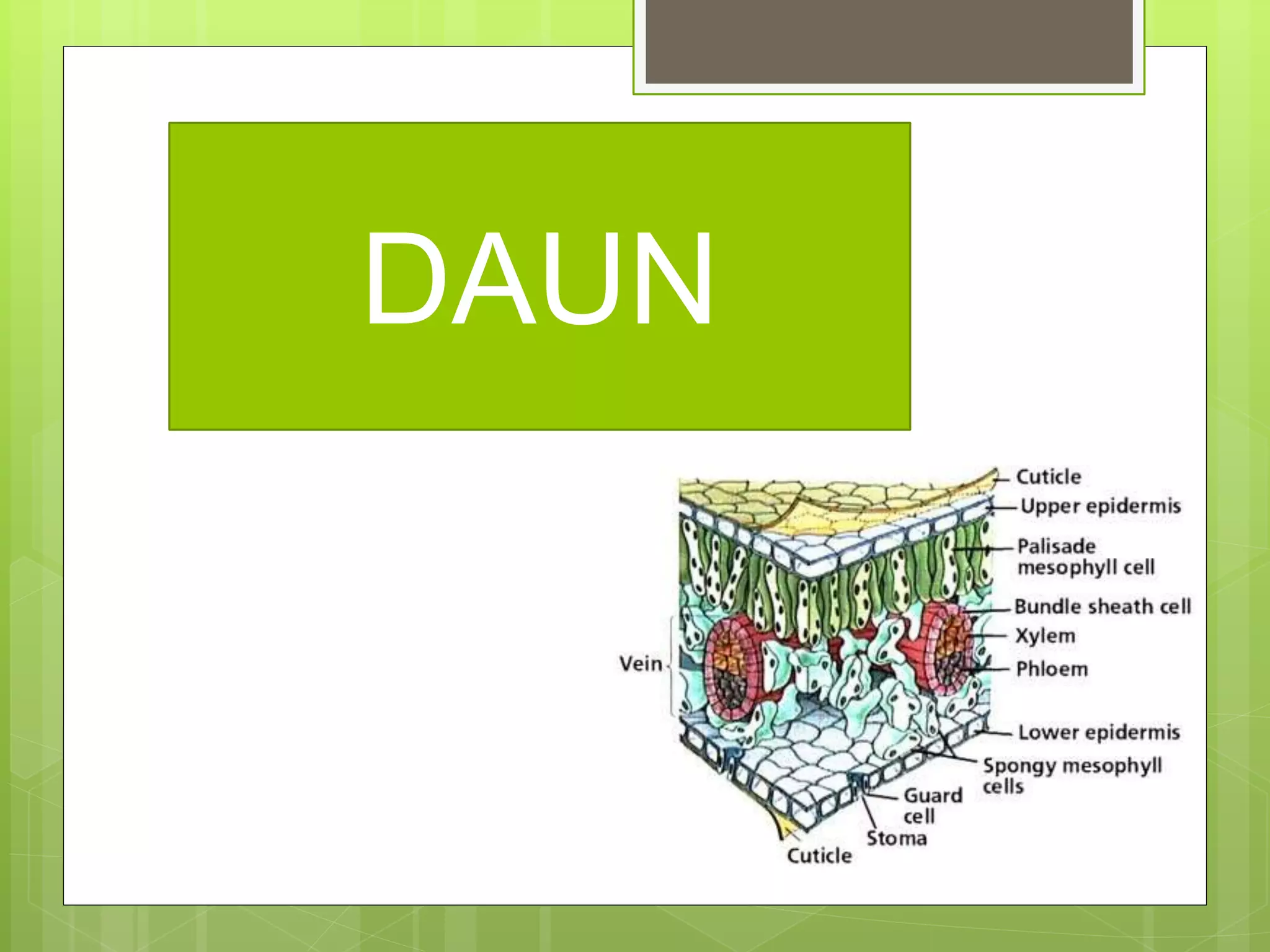 Anatomi fisiologi tumbuhan akar, batang, dan daun | PPTX