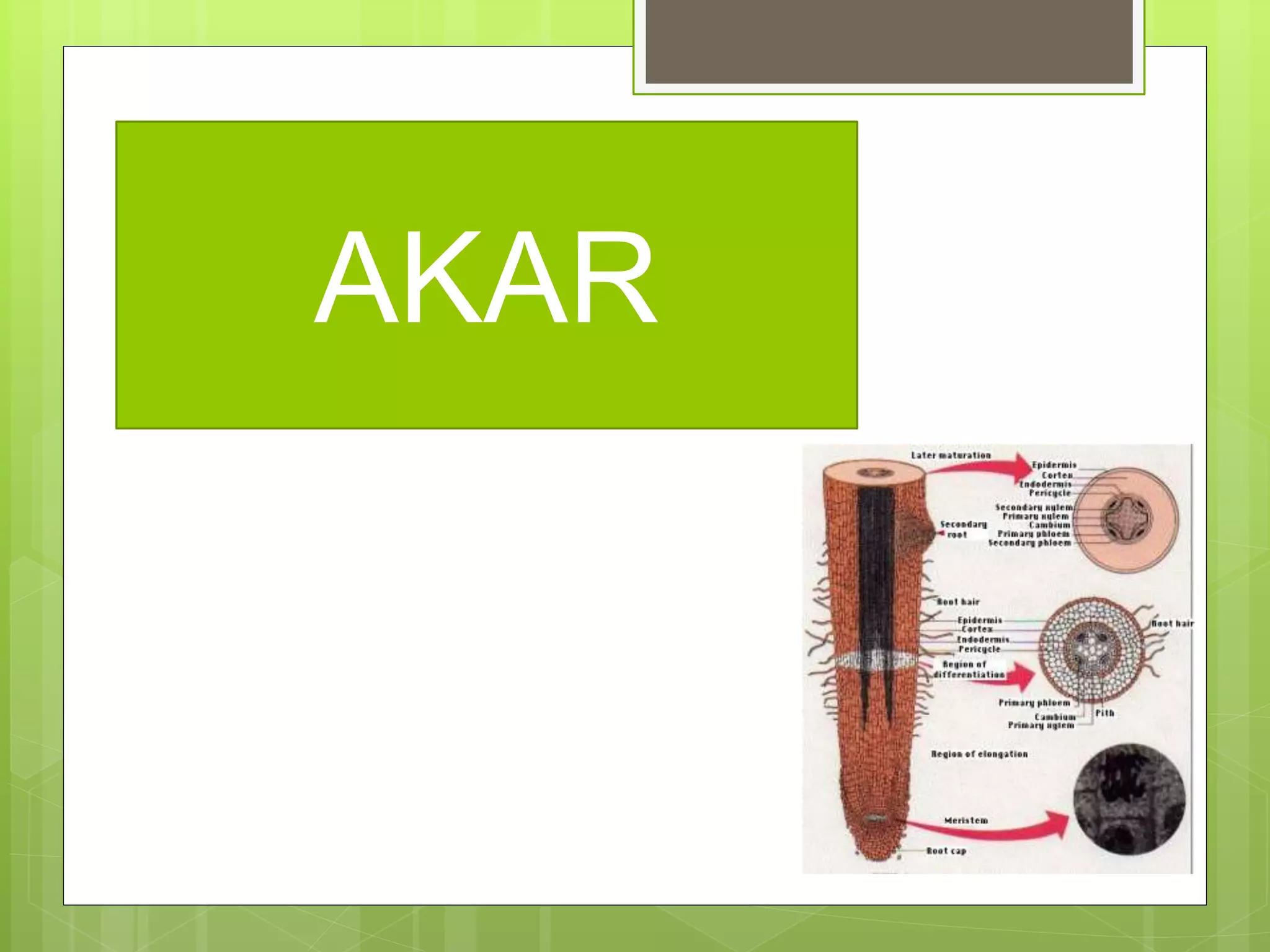 Anatomi fisiologi tumbuhan akar, batang, dan daun | PPTX