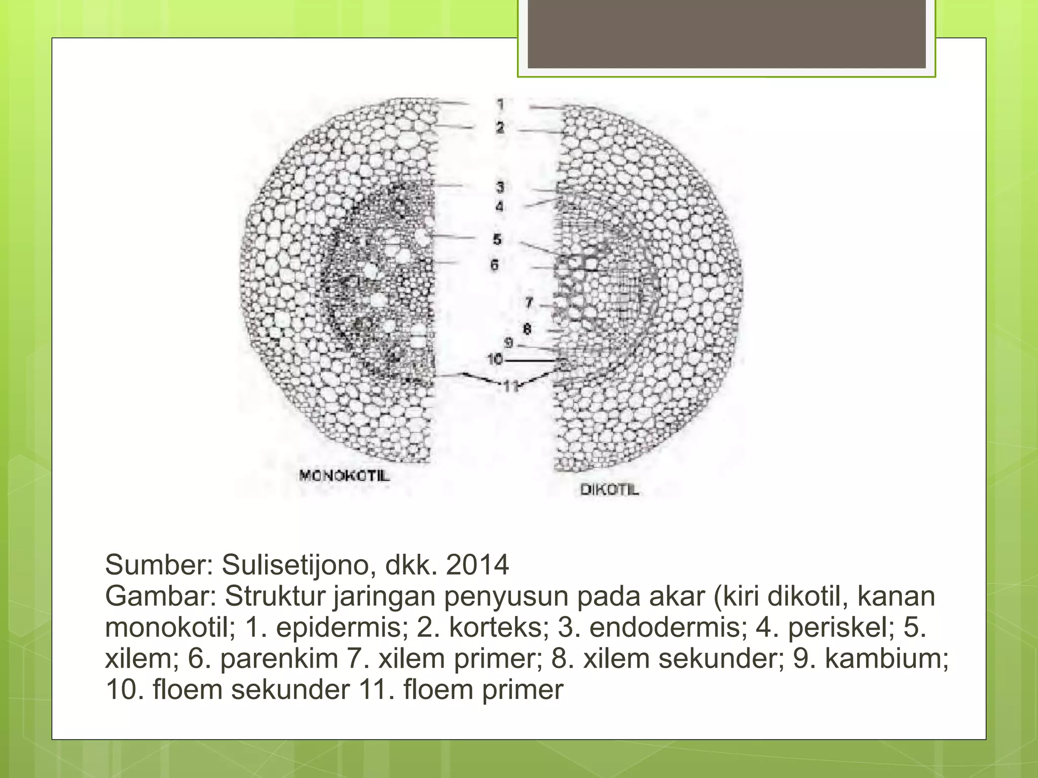 Anatomi fisiologi tumbuhan akar, batang, dan daun | PPTX