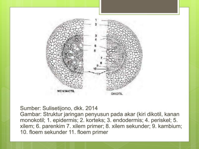 Anatomi fisiologi tumbuhan akar, batang, dan daun | PPTX
