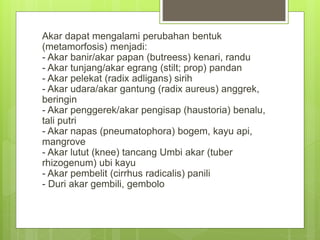 Anatomi fisiologi tumbuhan akar, batang, dan daun | PPTX