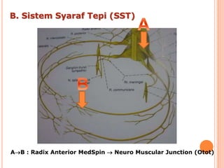 Anatomi fisiologi umum | PPTX