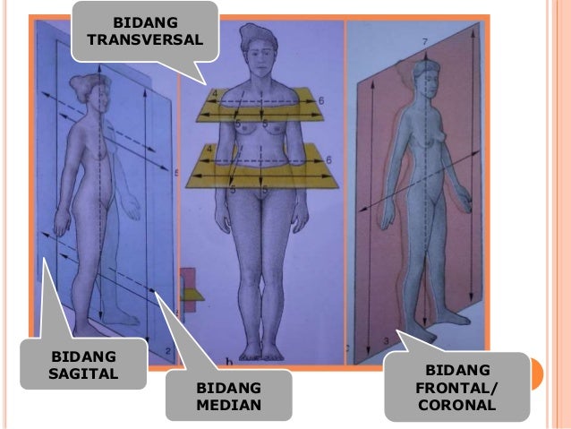 Anatomi fisiologi umum