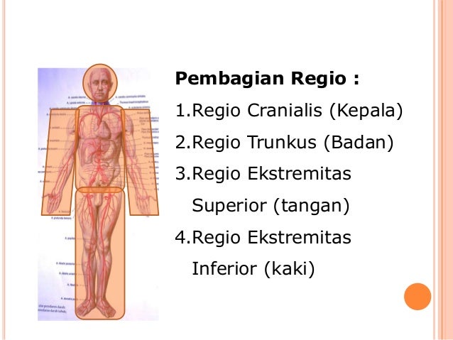 Anatomi fisiologi umum