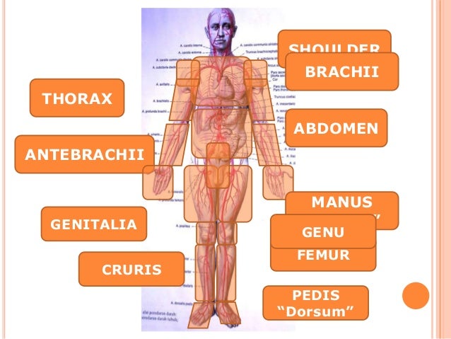 Anatomi fisiologi umum