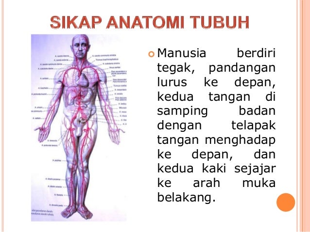 Anatomi fisiologi umum