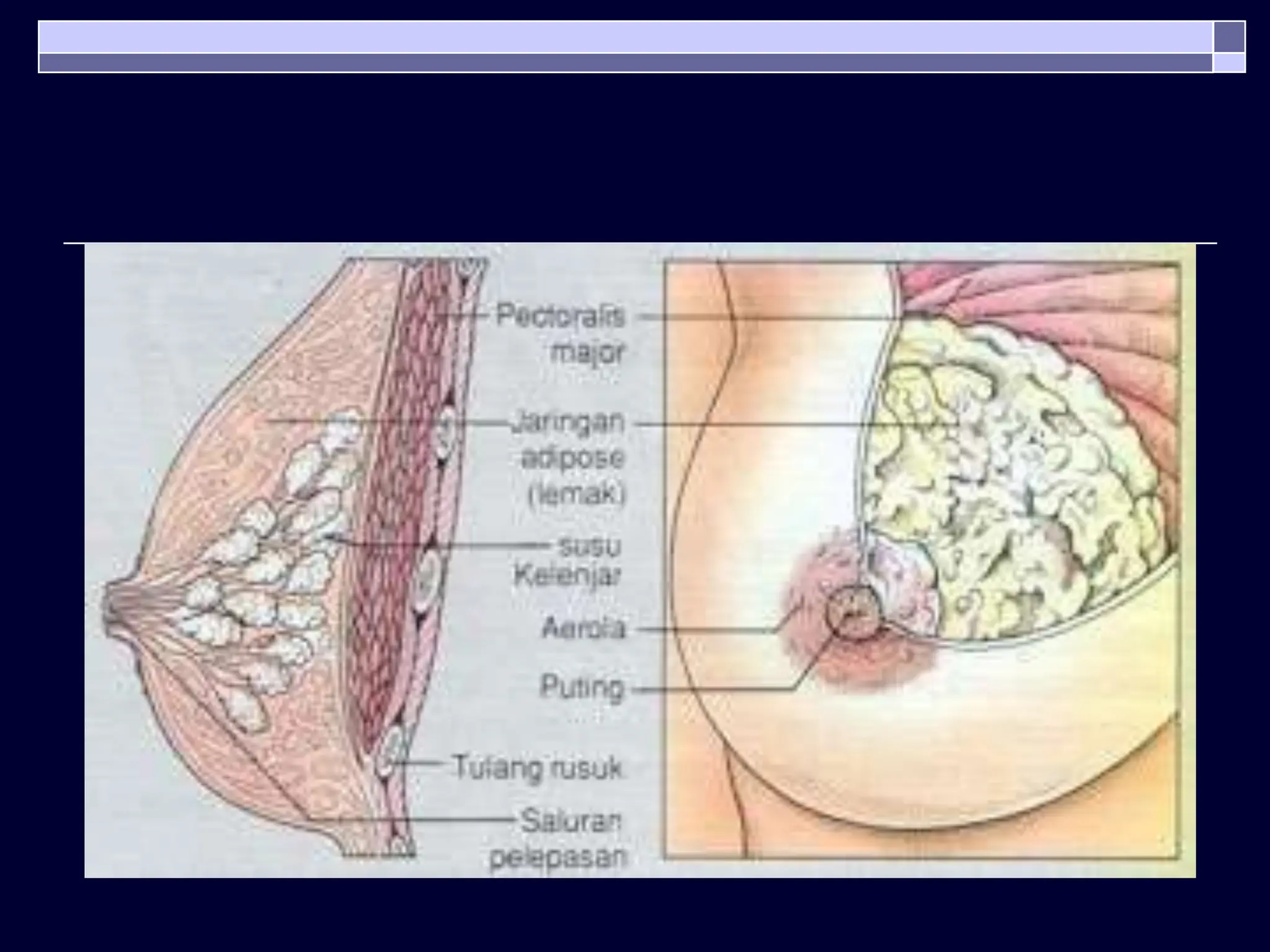 Anatomi fis sistem reproduksi.ppt