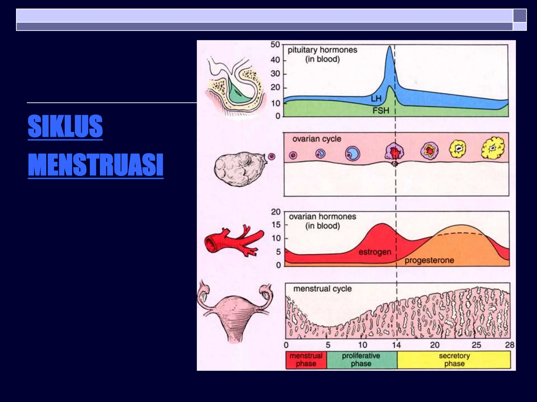 Anatomi fis sistem reproduksi.ppt
