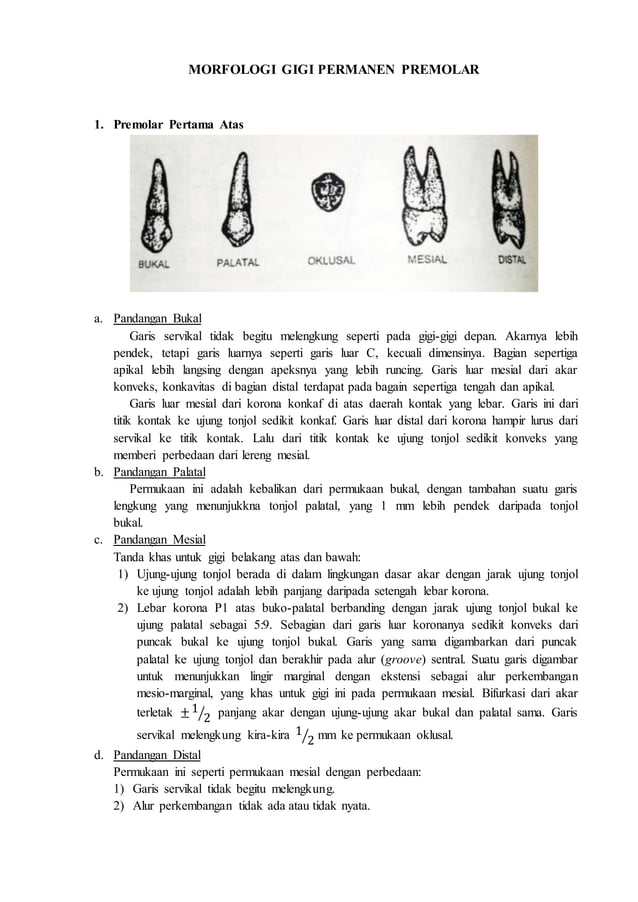 Anatomi gigi permanen premolar | DOCX