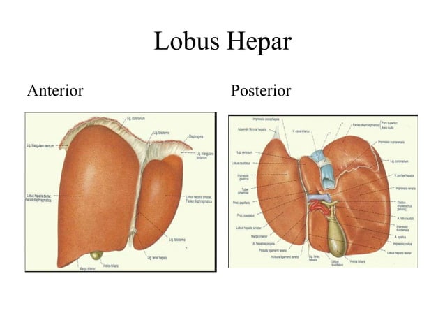 Anatomi_hepar.pptx