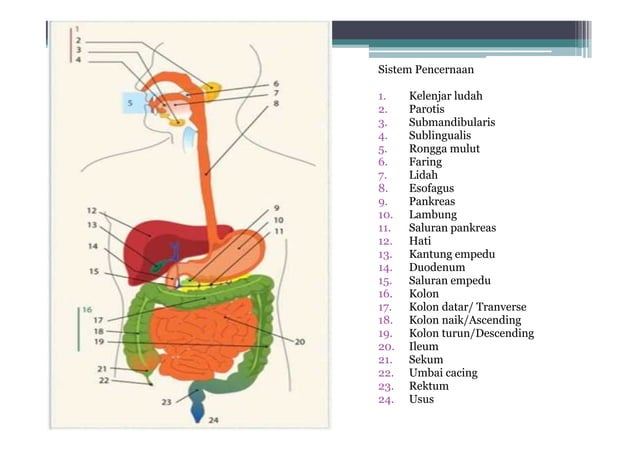 Anatomi hepar, lien, pankreas, vaskularisasi abdomen dan kelainan ...